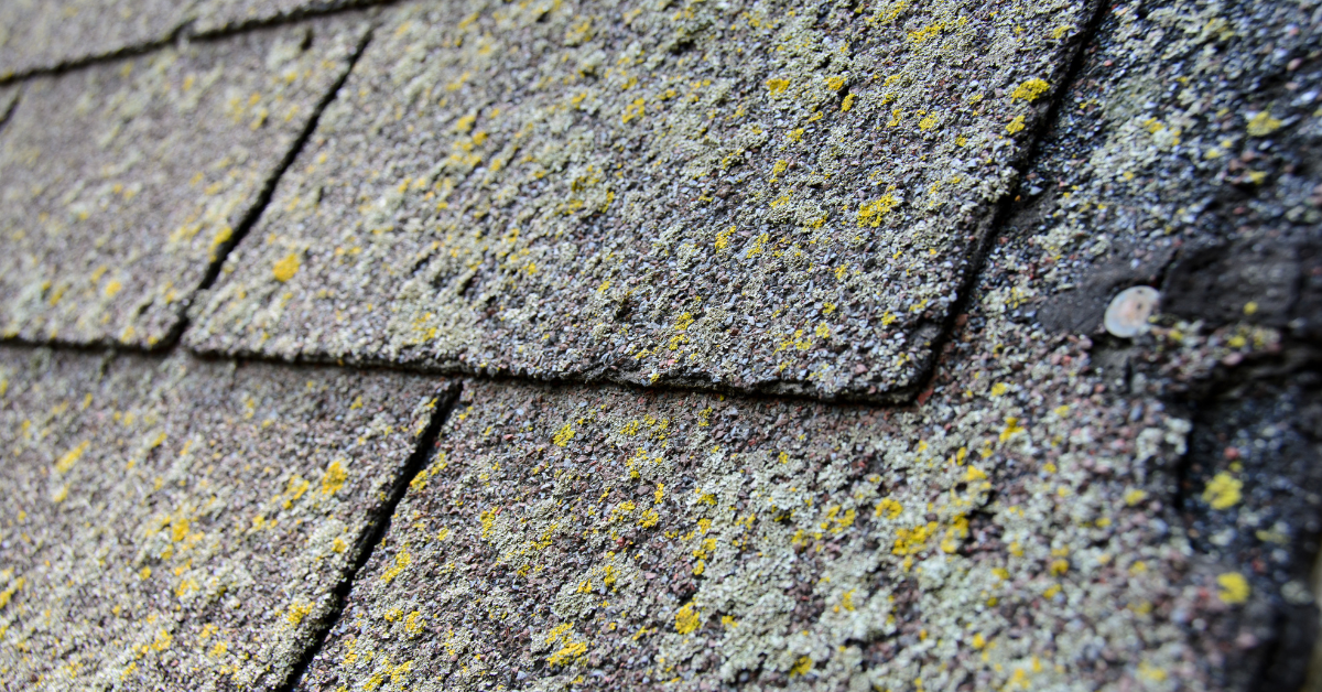 Tell-tale signs that it's time for a roof shingles replacement | Gray ...